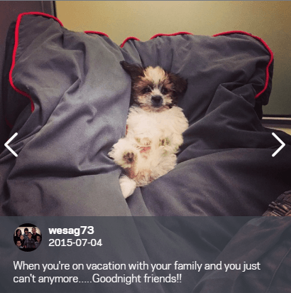 National Dog Day - Visit Plano