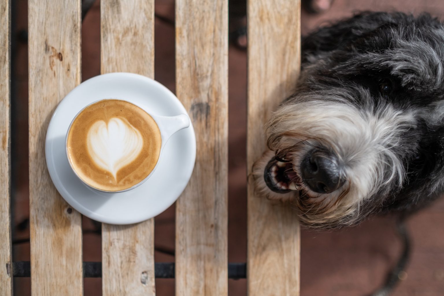 Plano's Unique Coffee Shops | Plano Insider