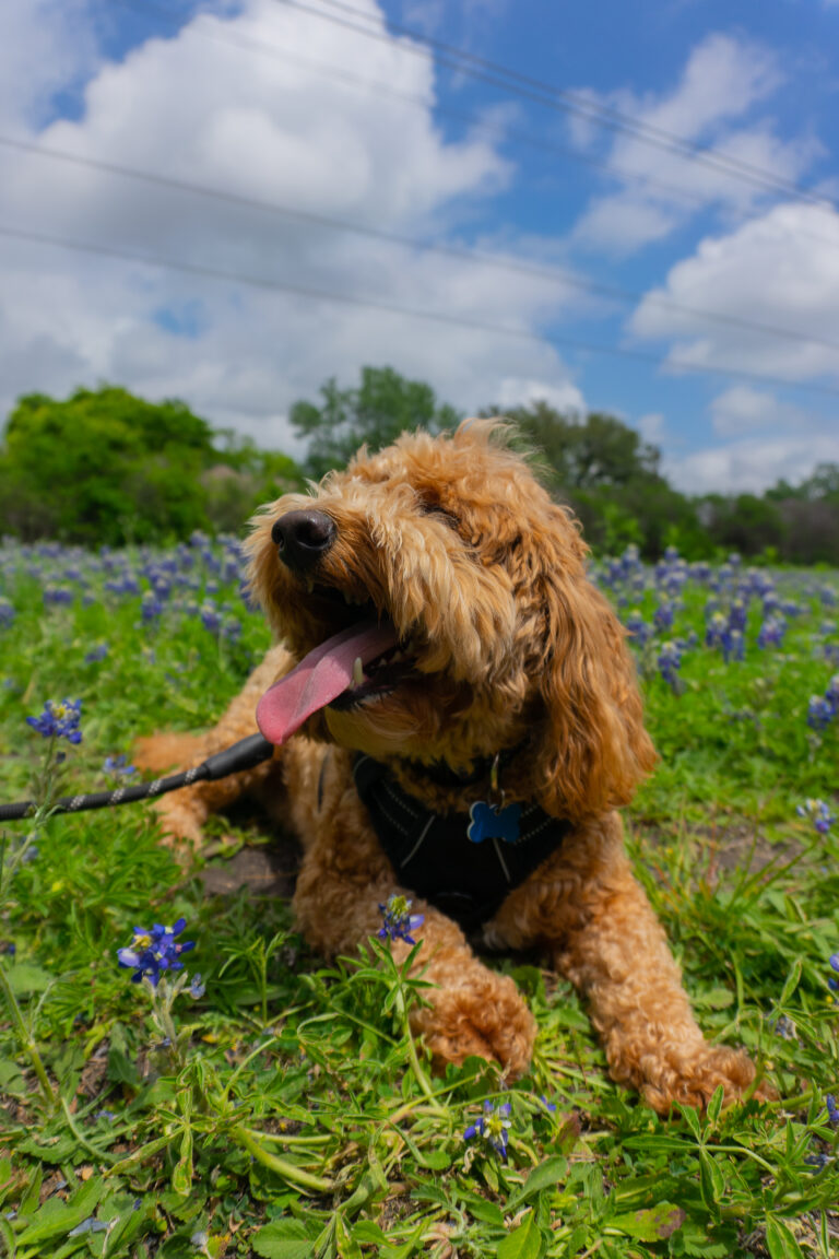 Top Parks and Trails to Explore in Plano | Plano Insider